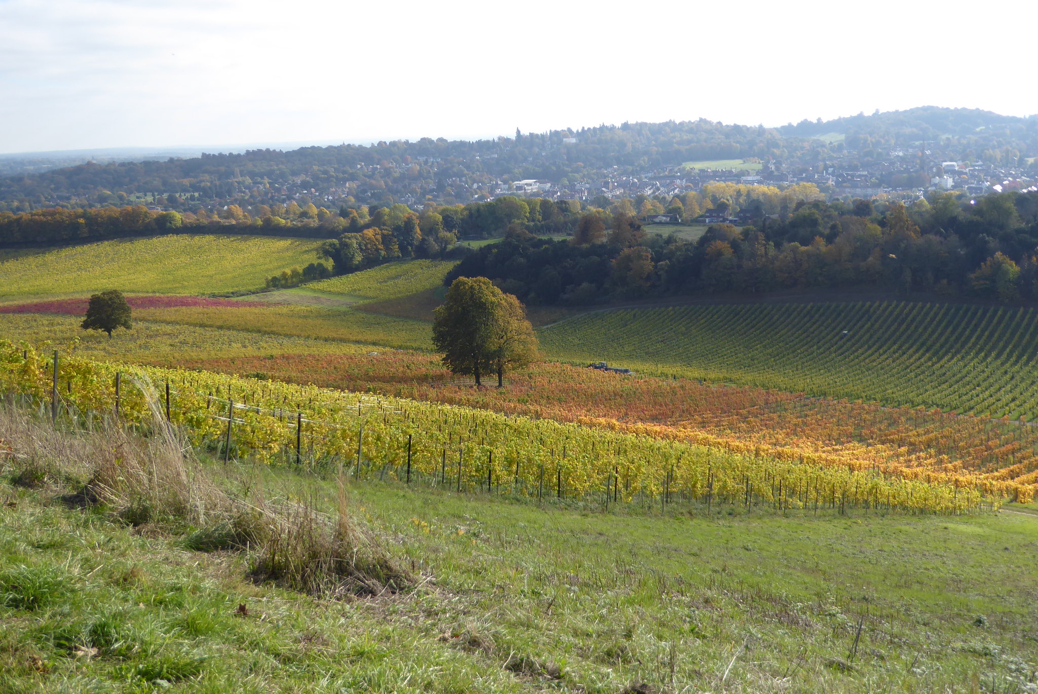 Long Walk- Denbies - Leatherhead Community Association