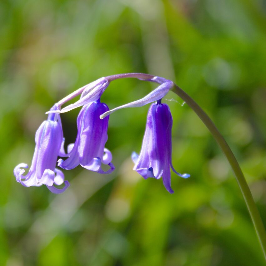 Shorter Walk- Bluebell Walk - Leatherhead Community Association